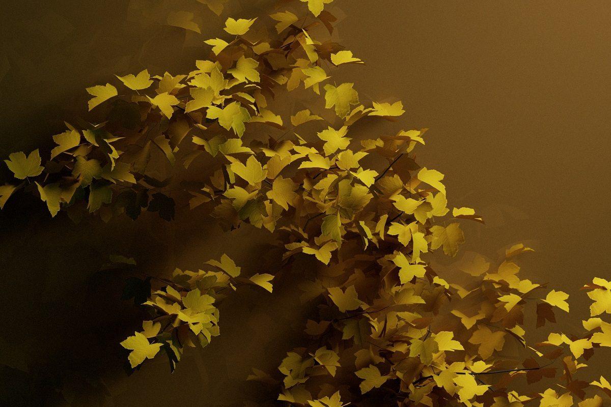 What Is The Function Of Leaves Speeli