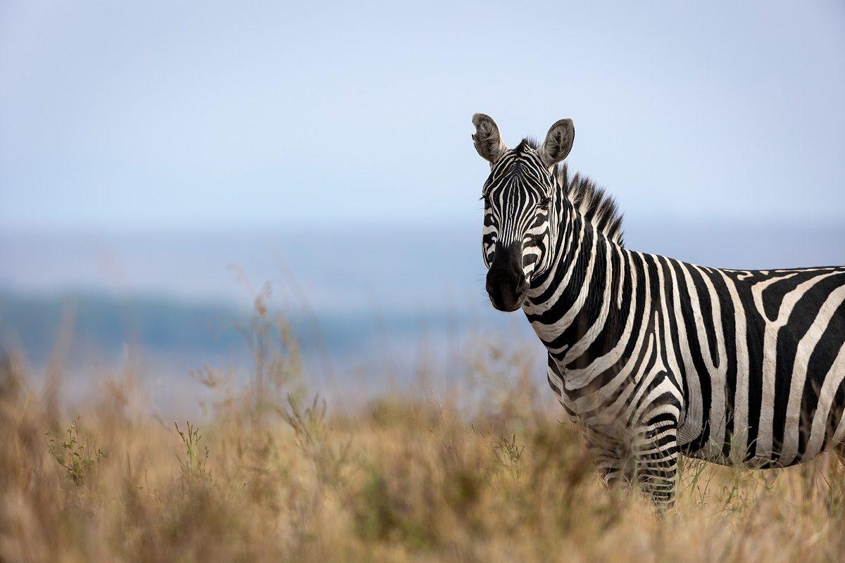 What Noise Do Zebras Make Speeli